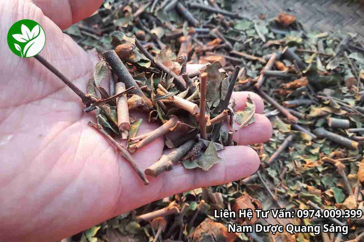 Tầm Gửi Ngái Là Gì? Góc Nhìn Theo YHCT & Cách Dùng Phổ Biến